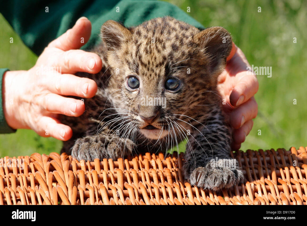 Berlin, Germany. 7th June 2013. The young Java leopard "Timang" was ...
