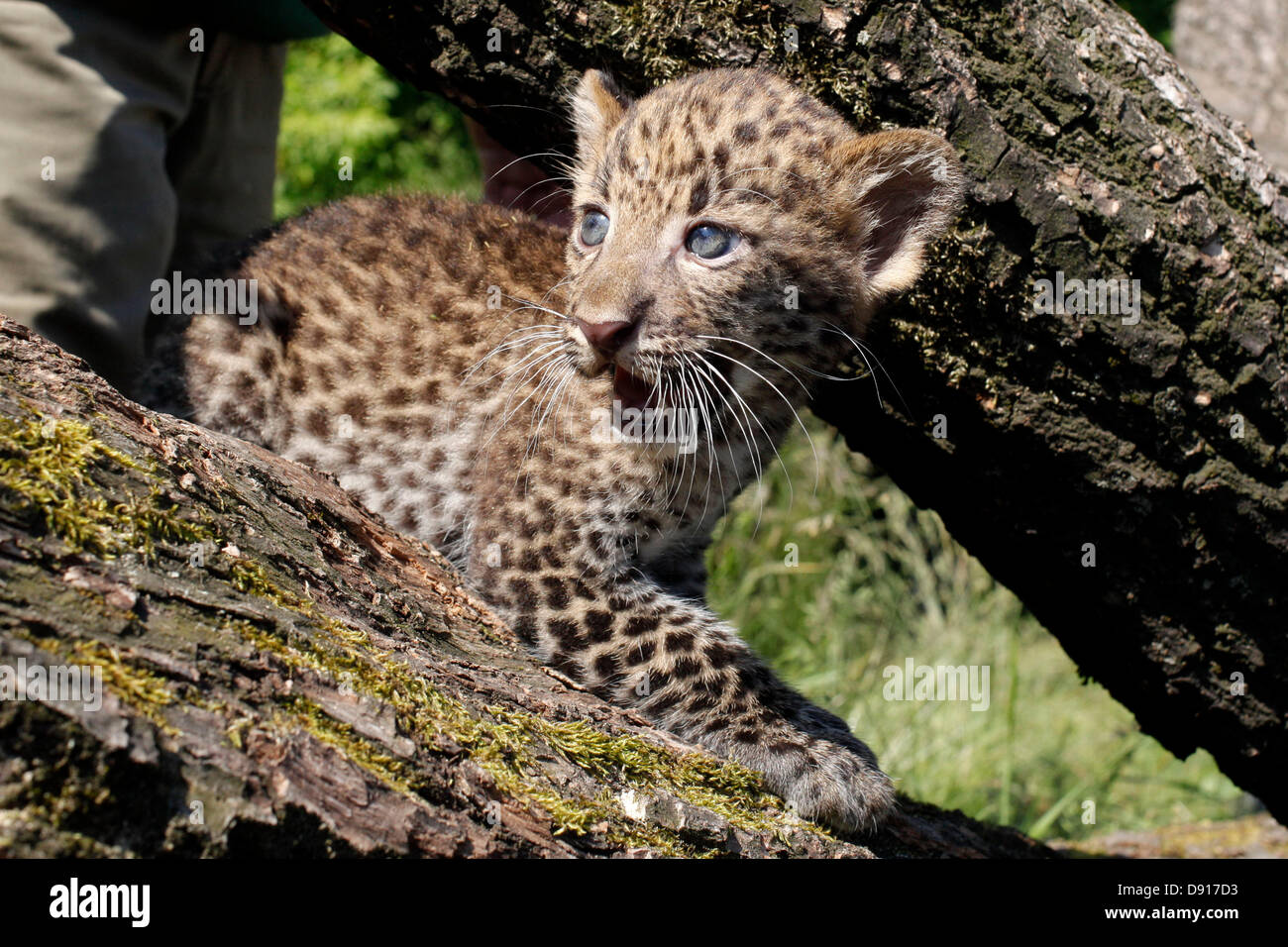 Berlin, Germany. 7th June 2013. The young Java leopard "Timang" was ...