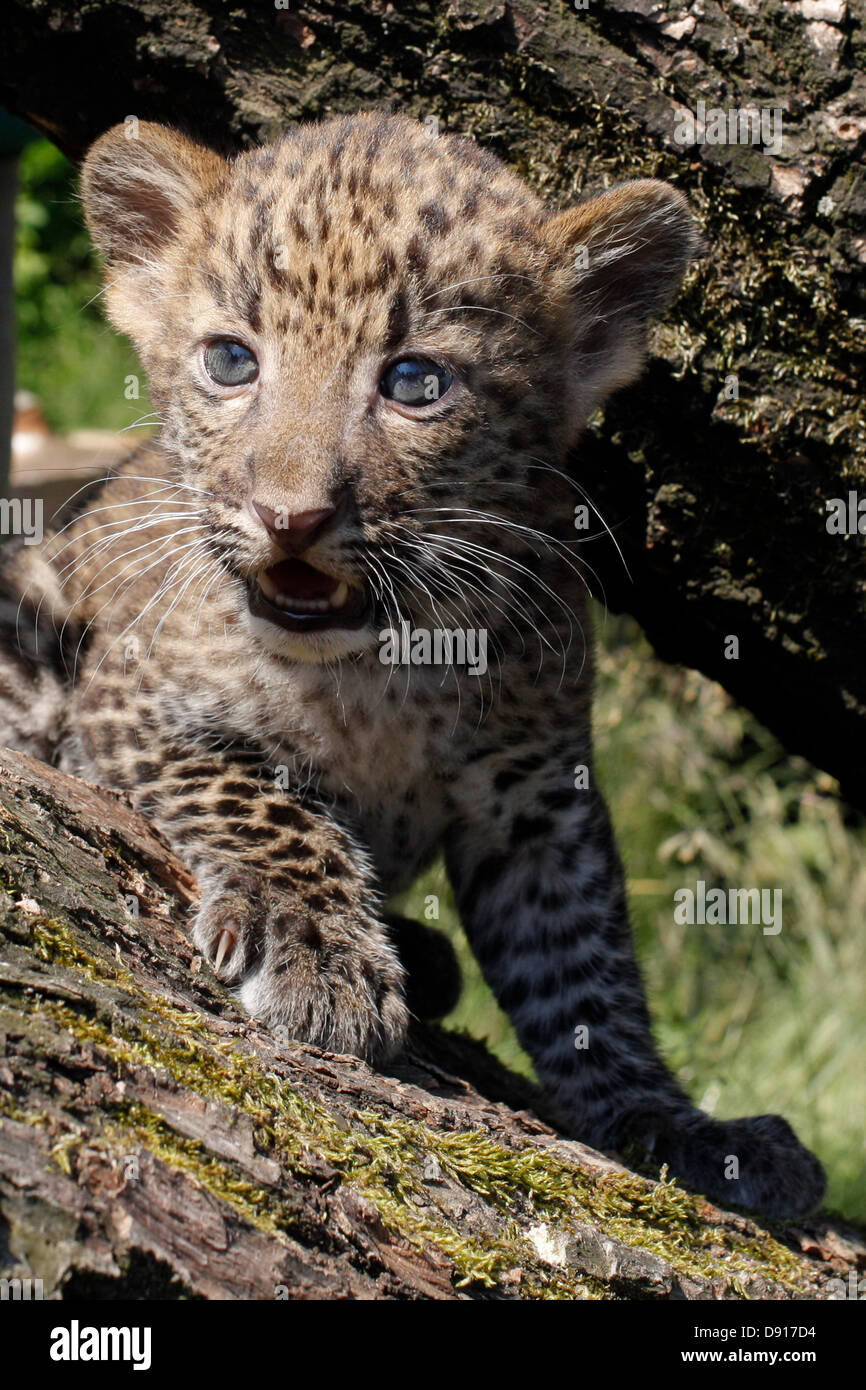 Berlin, Germany. 7th June 2013. The young Java leopard "Timang" was ...