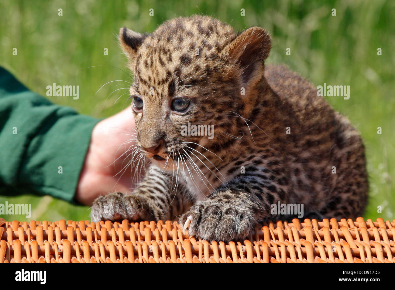 Berlin, Germany. 7th June 2013. The young Java leopard "Timang" was ...