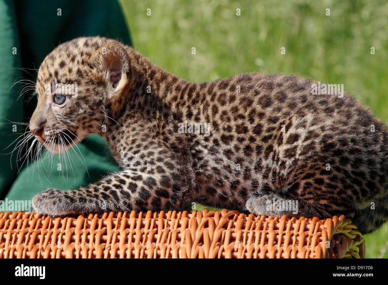 Berlin, Germany. 7th June 2013. The young Java leopard "Timang" was ...