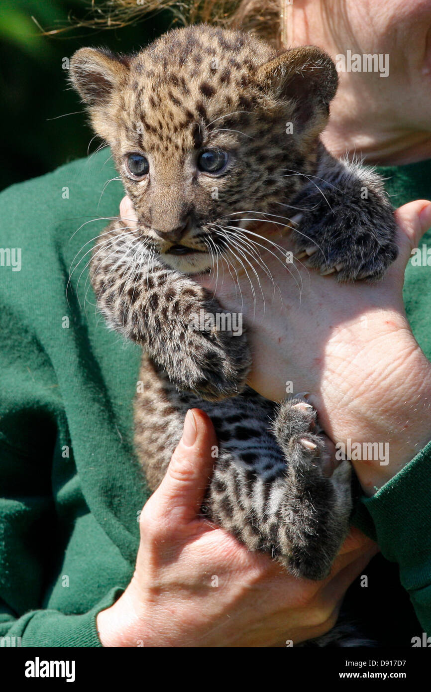 Berlin, Germany. 7th June 2013. The young Java leopard "Timang" was ...