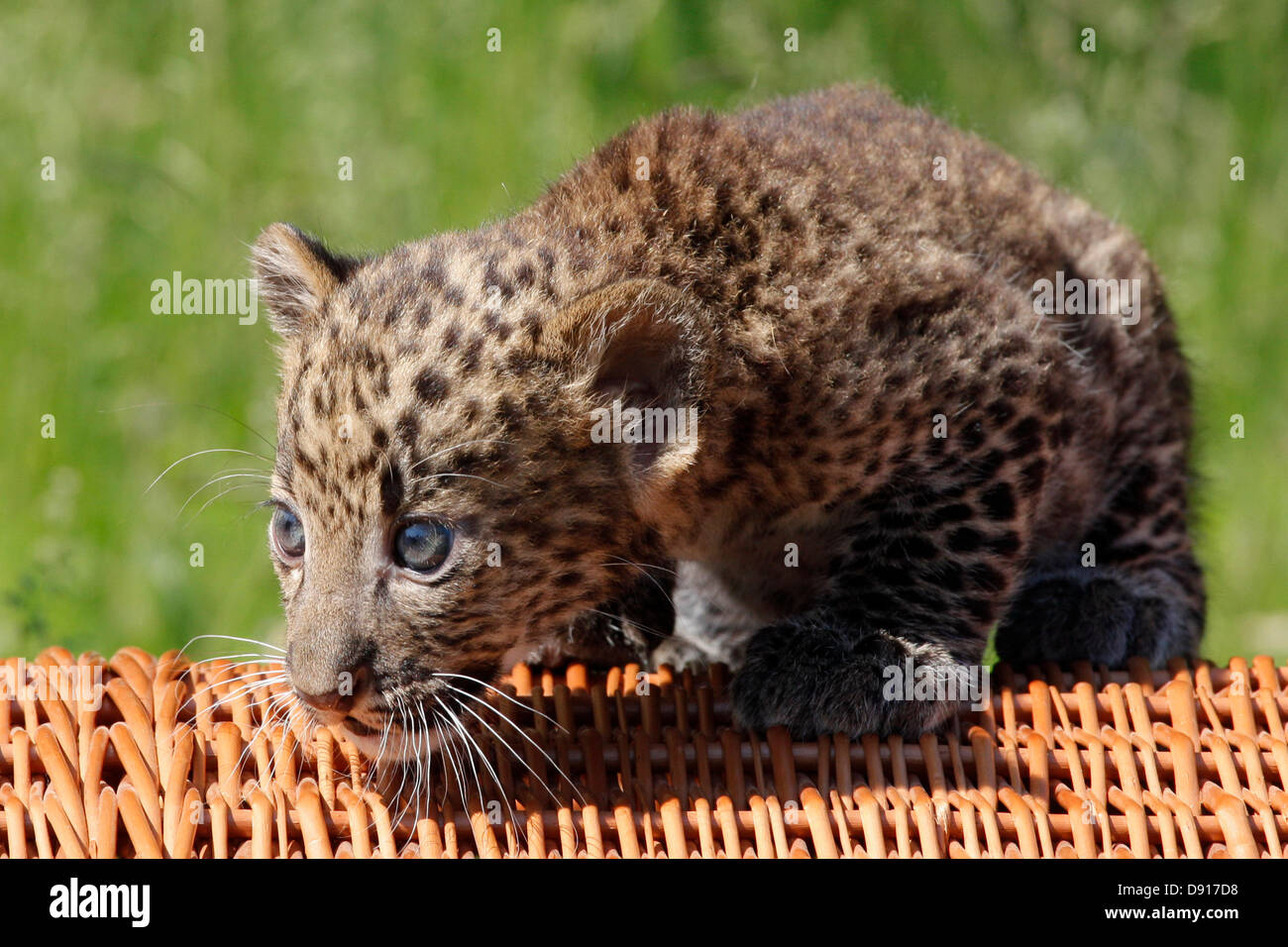 Berlin, Germany. 7th June 2013. The young Java leopard "Timang" was ...