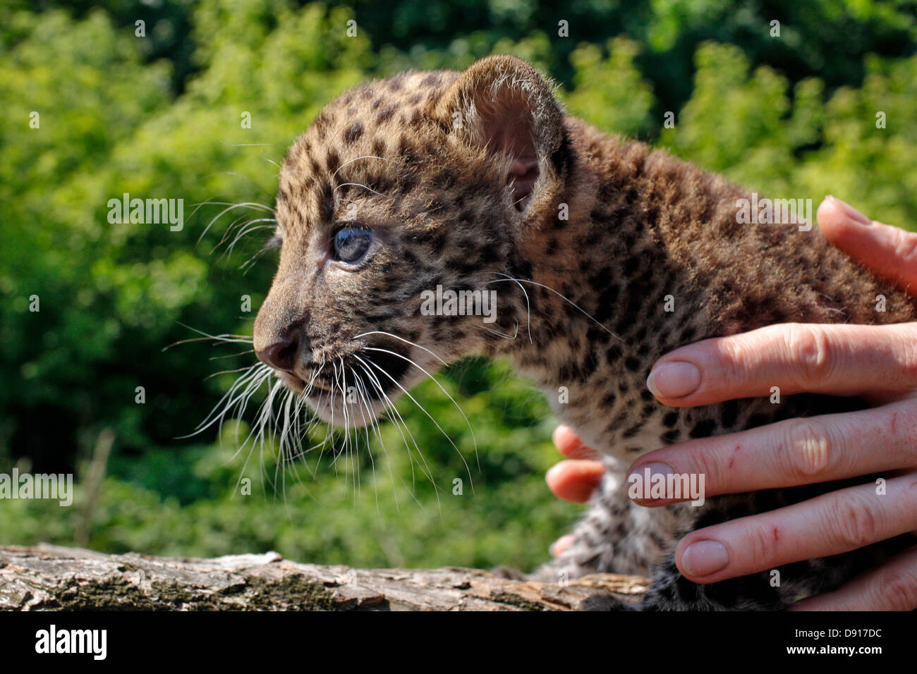 Berlin, Germany. 7th June 2013. The young Java leopard "Timang" was ...