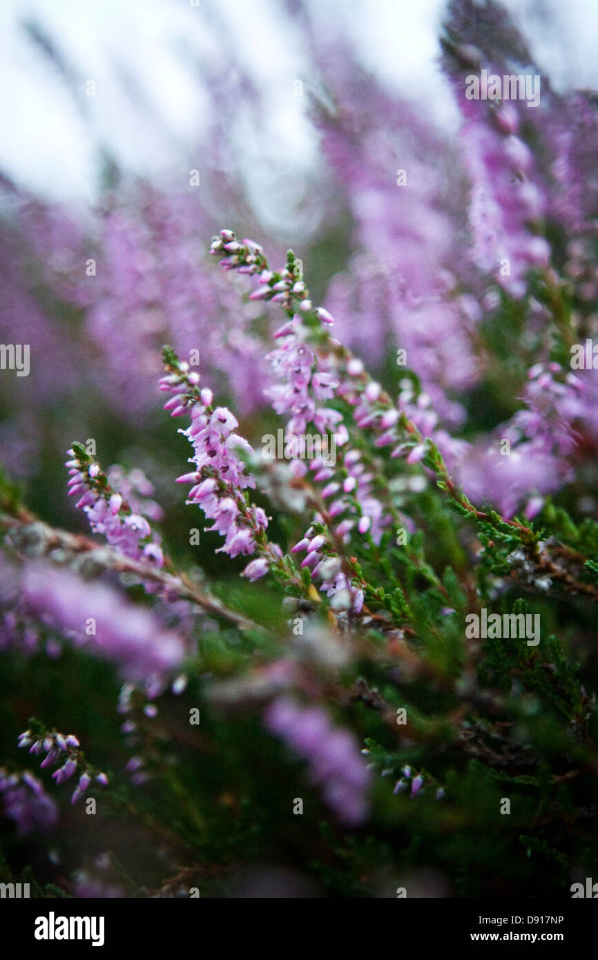 Heather close up hi-res stock photography and images - Alamy
