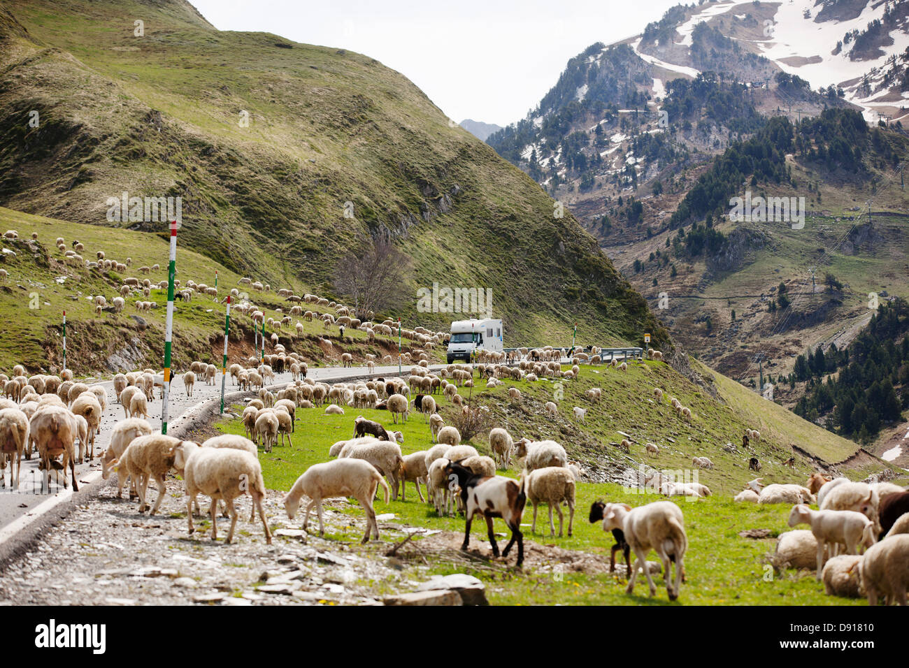 Herd of sheep on Pyrenees Stock Photo - Alamy
