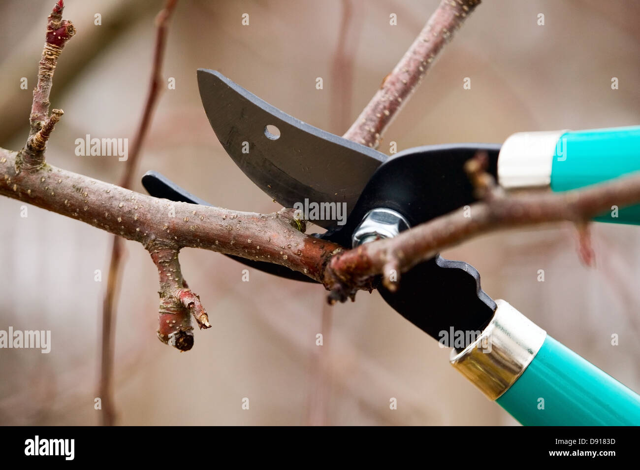 Scissors is cutting branches from tree, trimming Stock Photo - Alamy