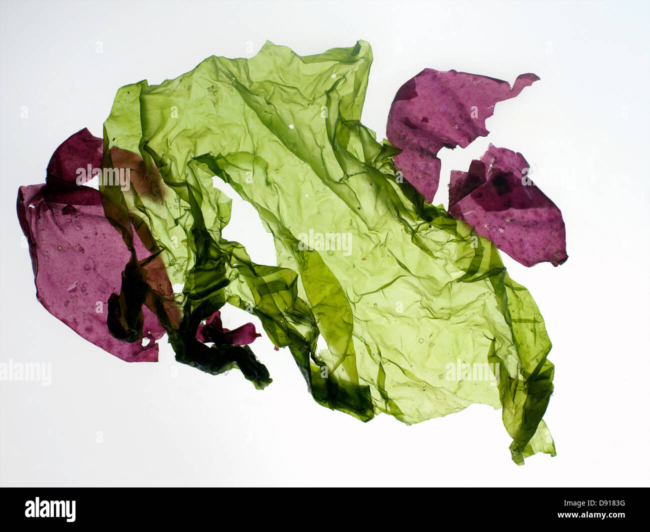 Algae, white background, close-up Stock Photo - Alamy