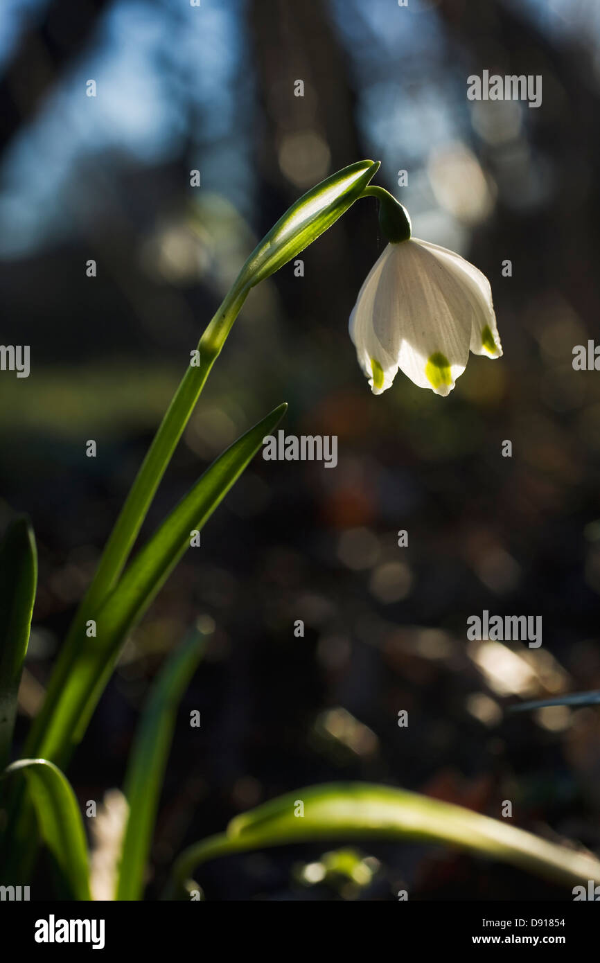 Snowdrop close up hi-res stock photography and images - Alamy