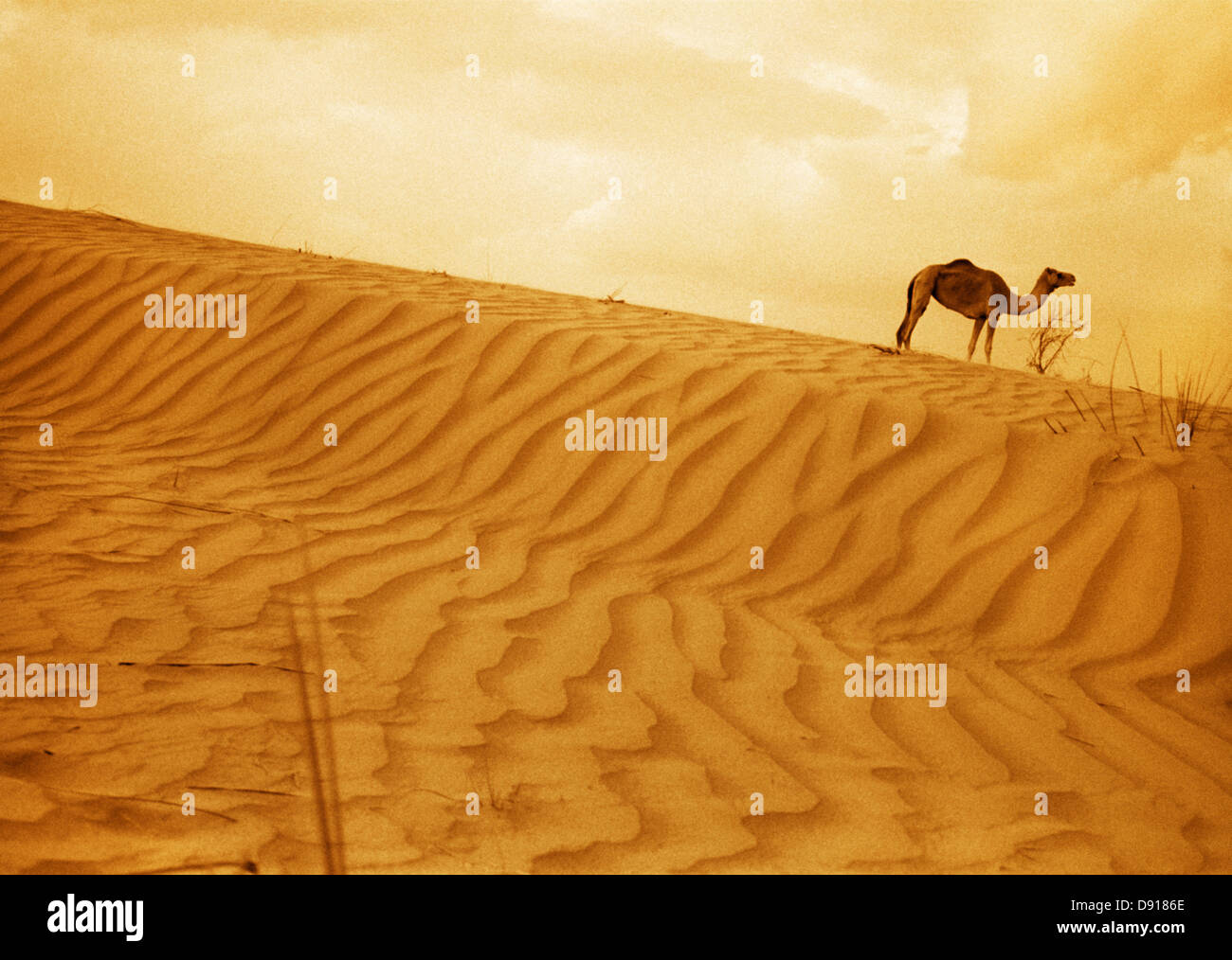 Camels In Desert National Geographic