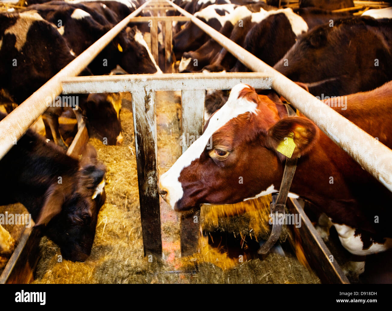 Cows eating in a barn, Sweden Stock Photo - Alamy