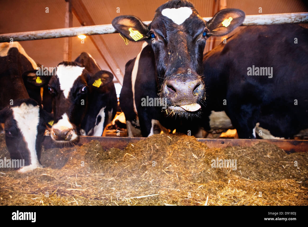 Cows eating in a barn, Sweden Stock Photo - Alamy