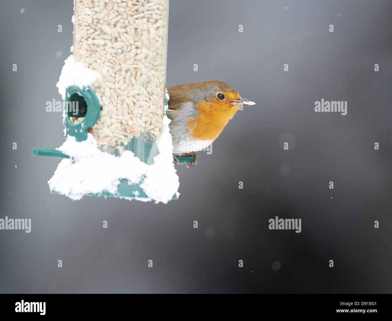 Robin bird feeder hi-res stock photography and images - Alamy
