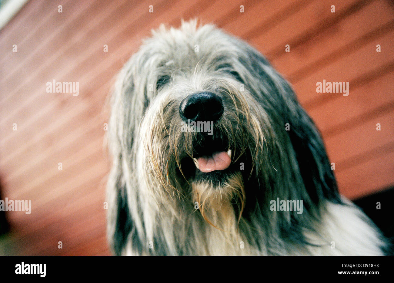 A dog, Sweden Stock Photo - Alamy