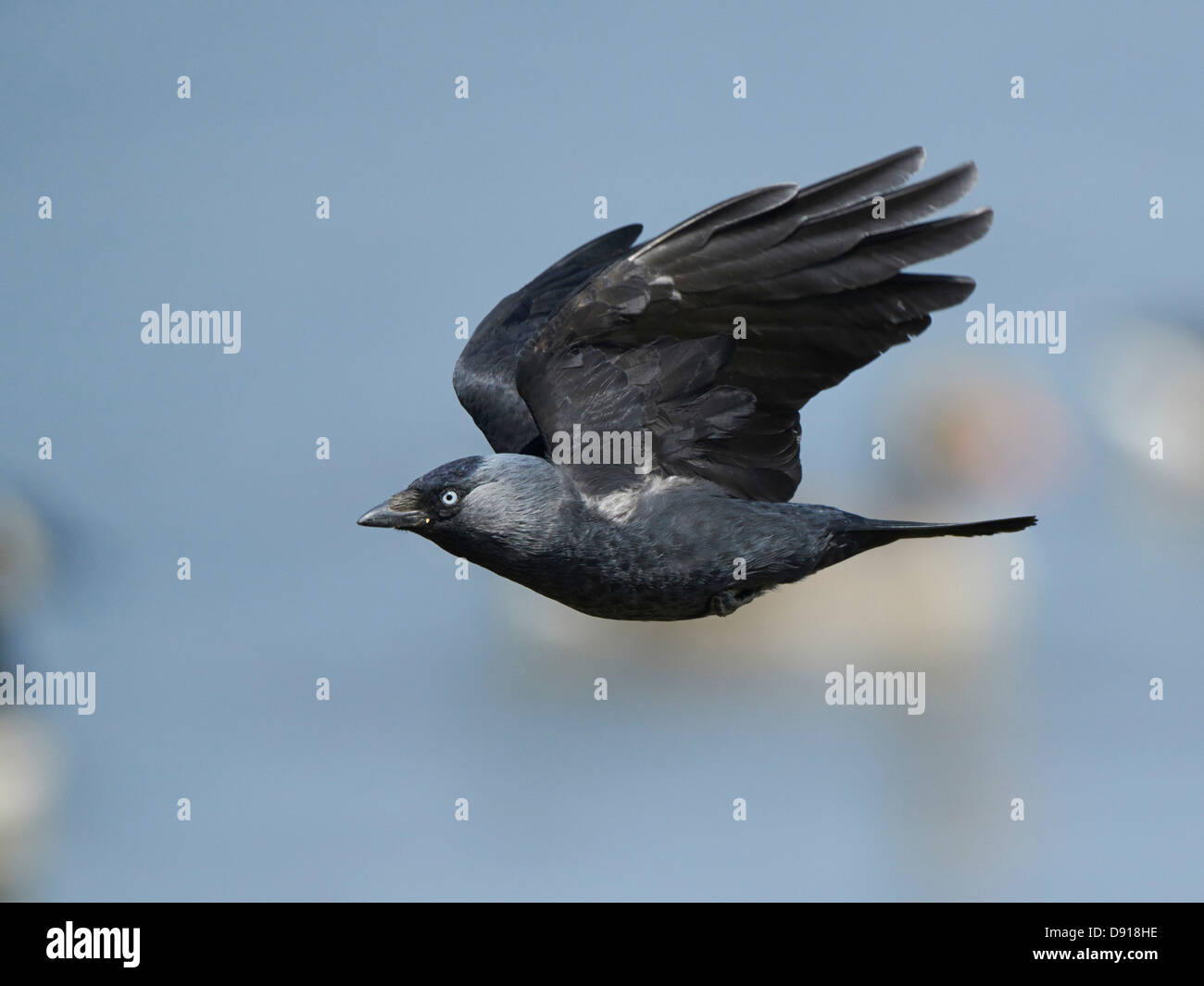 Jackdaw in flight Stock Photo - Alamy