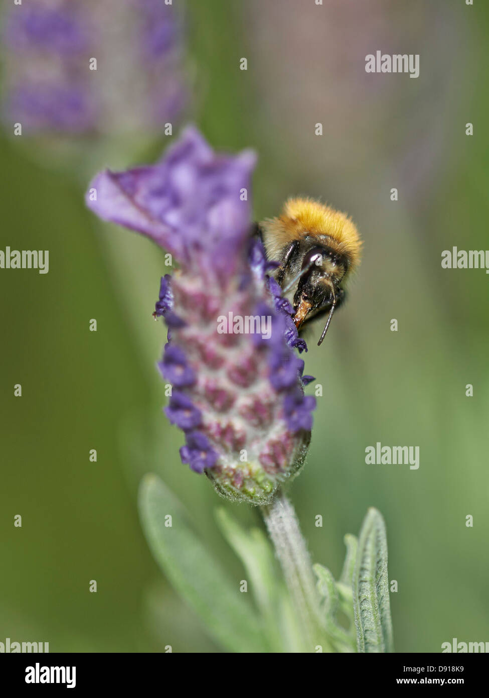 Insect bumblebee pollinating flowering plant hi-res stock photography ...