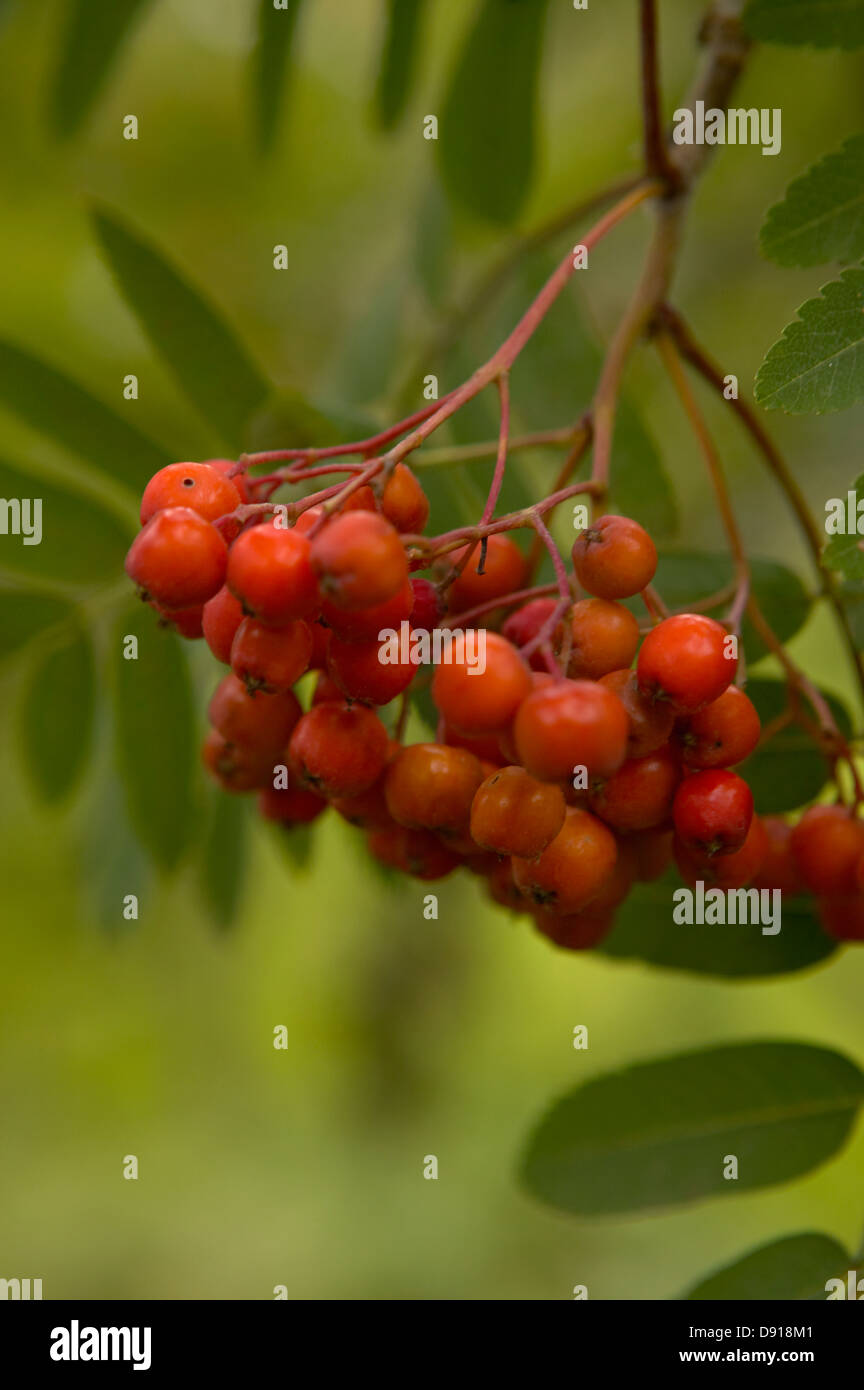 Rowanberries tree hi-res stock photography and images - Alamy