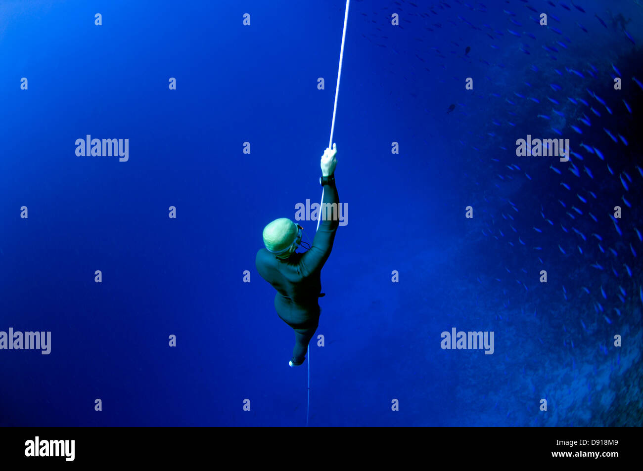 A diver holding a rope, Egypt Stock Photo - Alamy