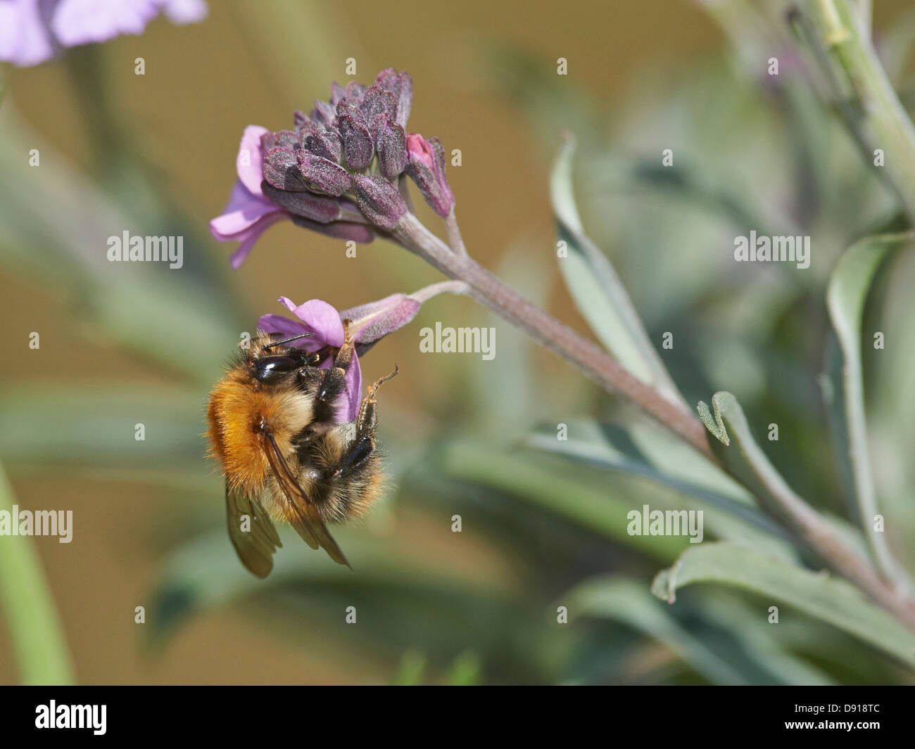 Close up bumblebee harvesting hi-res stock photography and images - Alamy