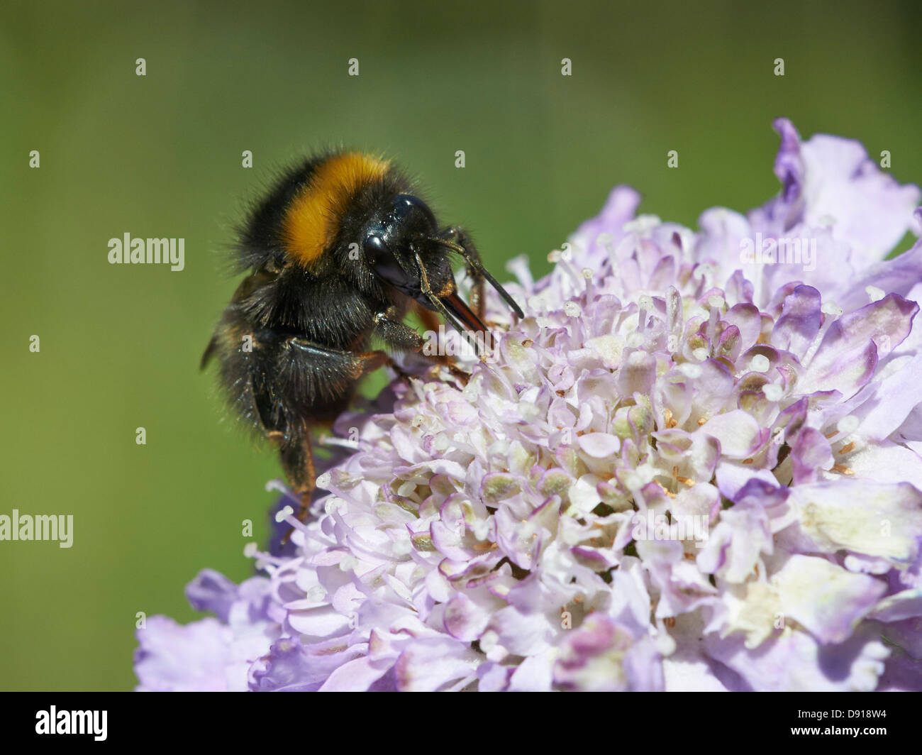 Buff-tailed bumblebee feeding on nectar Stock Photo - Alamy