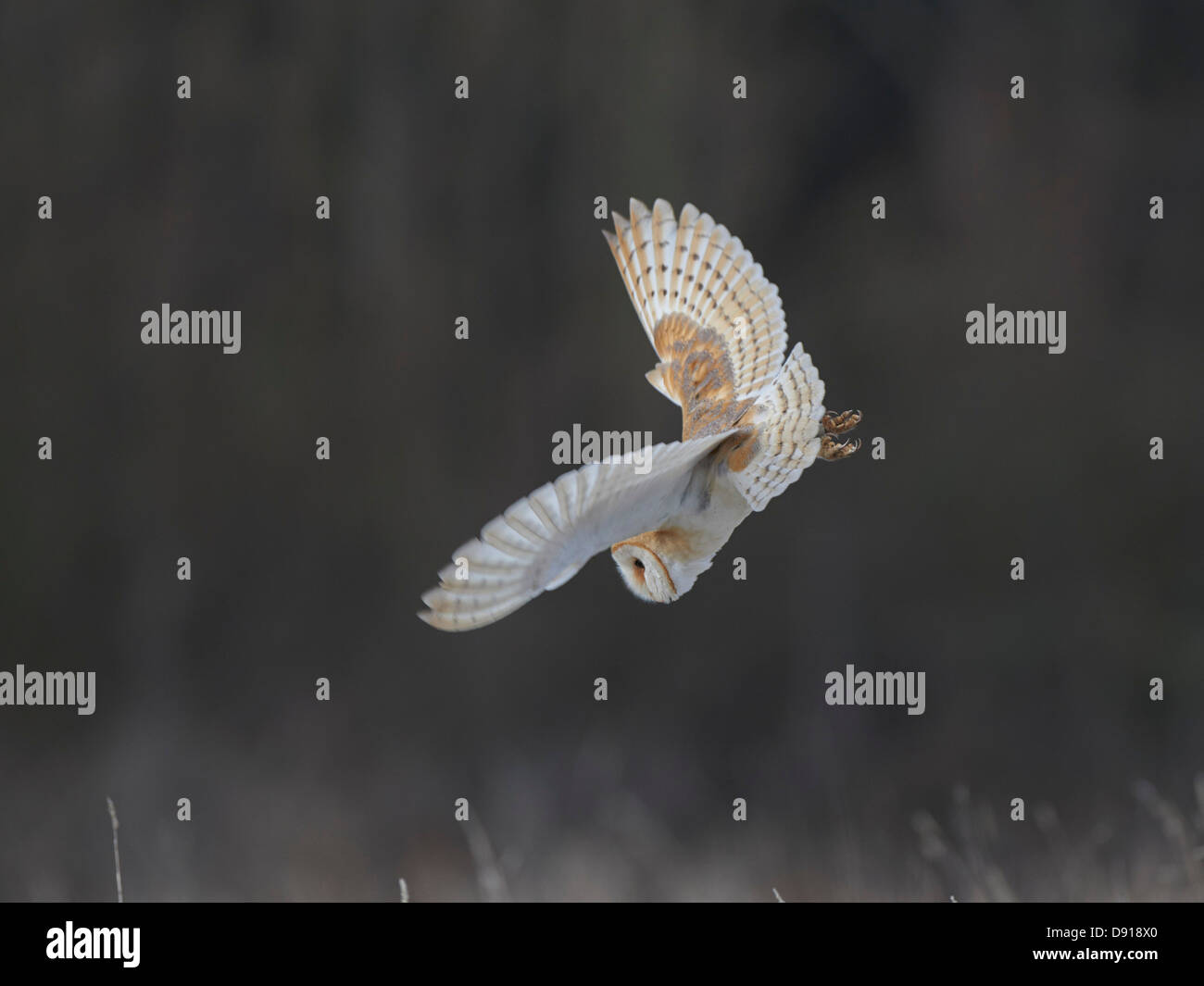 Barn Owl Hunting Mouse High Resolution Stock Photography and Images - Alamy