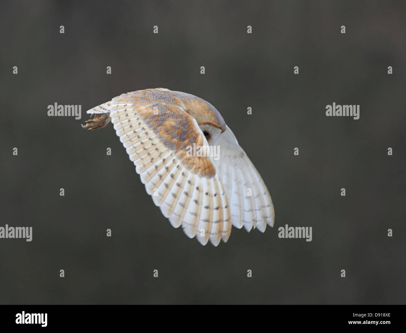 Barn owl hunting mouse hi-res stock photography and images - Alamy