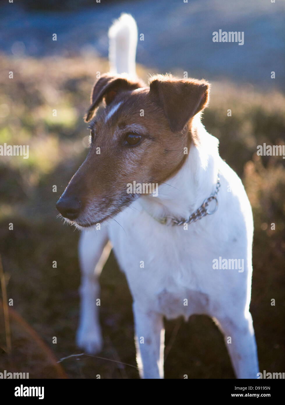 Fox terrier hi-res stock photography and images - Alamy