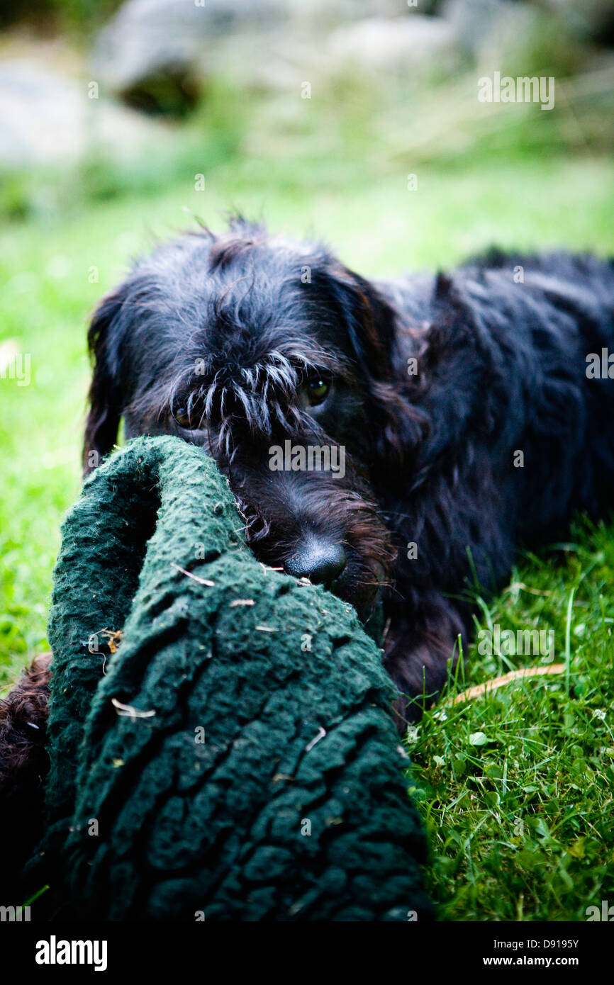 Giant labrador hi-res stock photography and images - Alamy