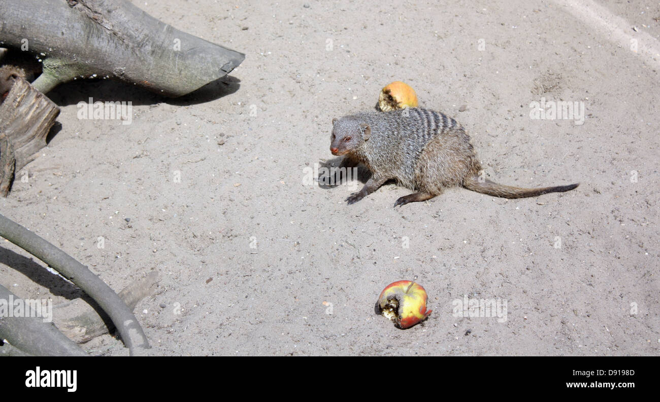 Mungos mungo aggressive hi-res stock photography and images - Alamy