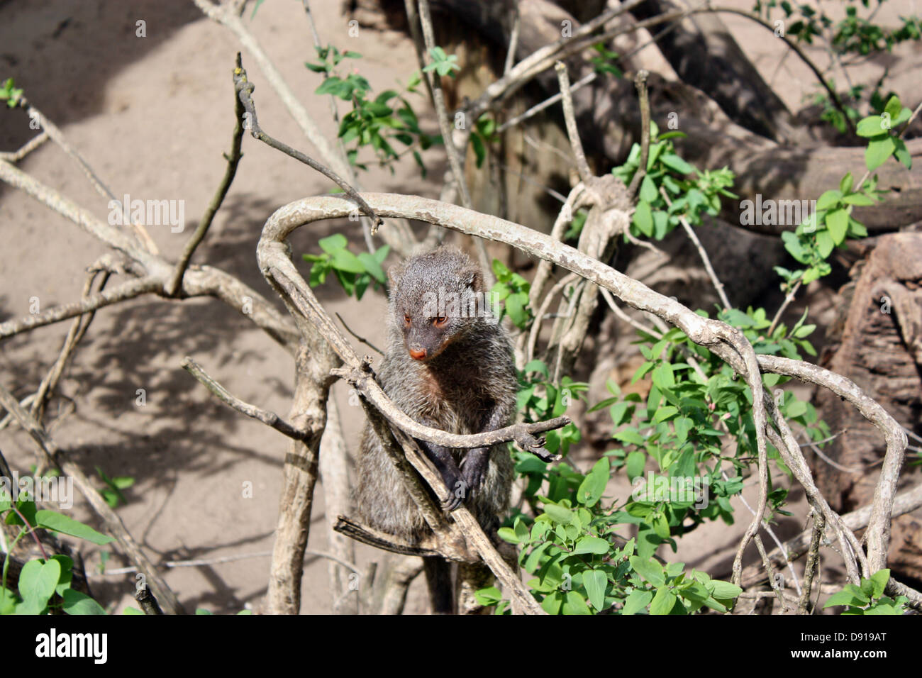 Mongoose nest hi-res stock photography and images - Alamy
