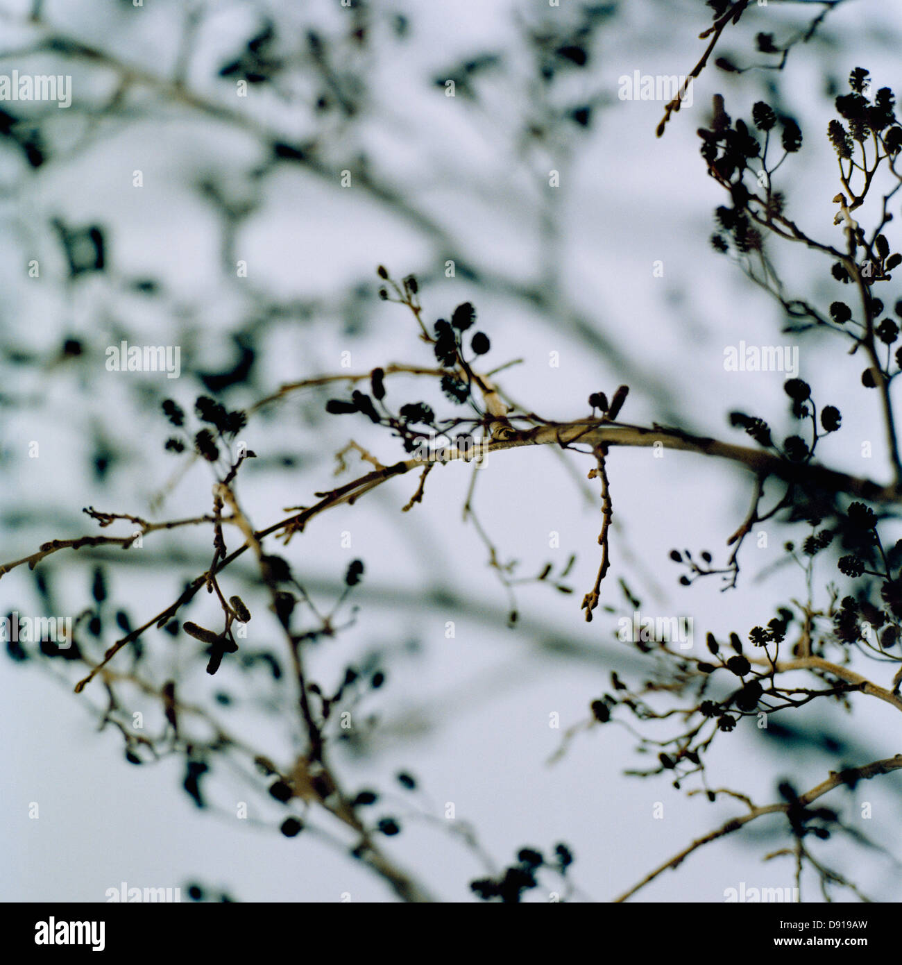 The branch of a tree Stock Photo - Alamy