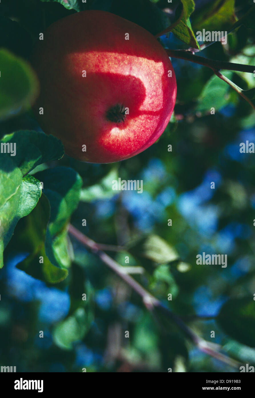 A red apple in an apple-tree, Sweden Stock Photo - Alamy