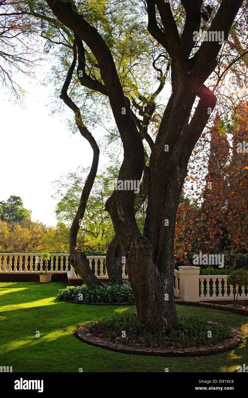 Tree in garden Stock Photo - Alamy