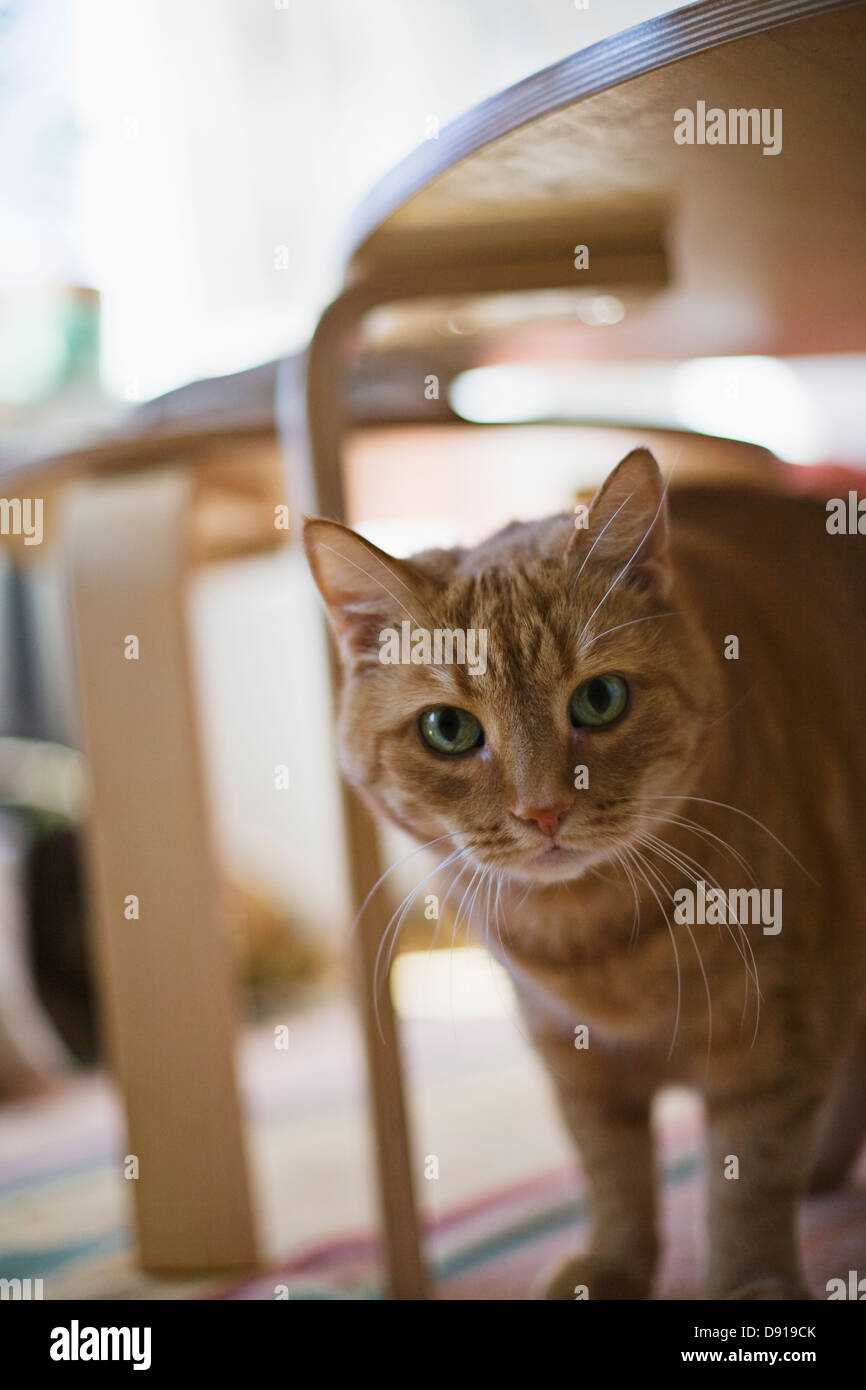 A cat under a table Stock Photo - Alamy