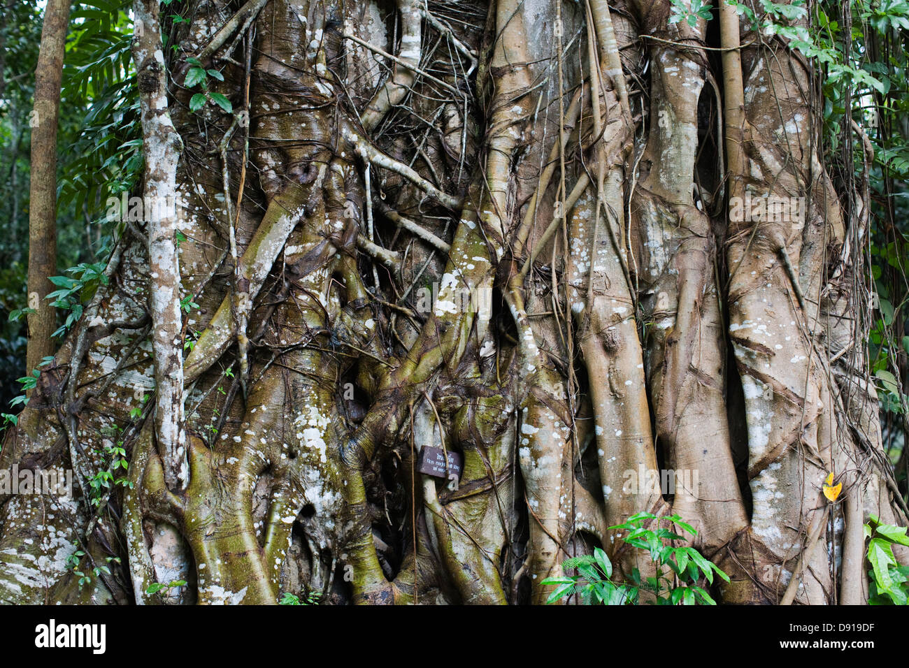Fantastic jungle hi-res stock photography and images - Alamy