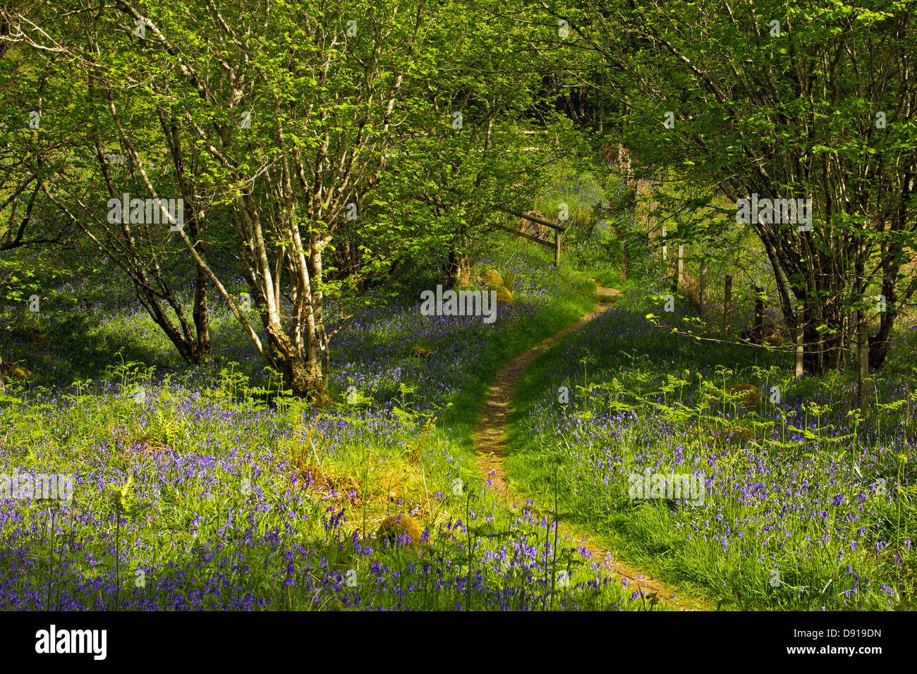 Bluebells wood hazel tree hi-res stock photography and images - Alamy