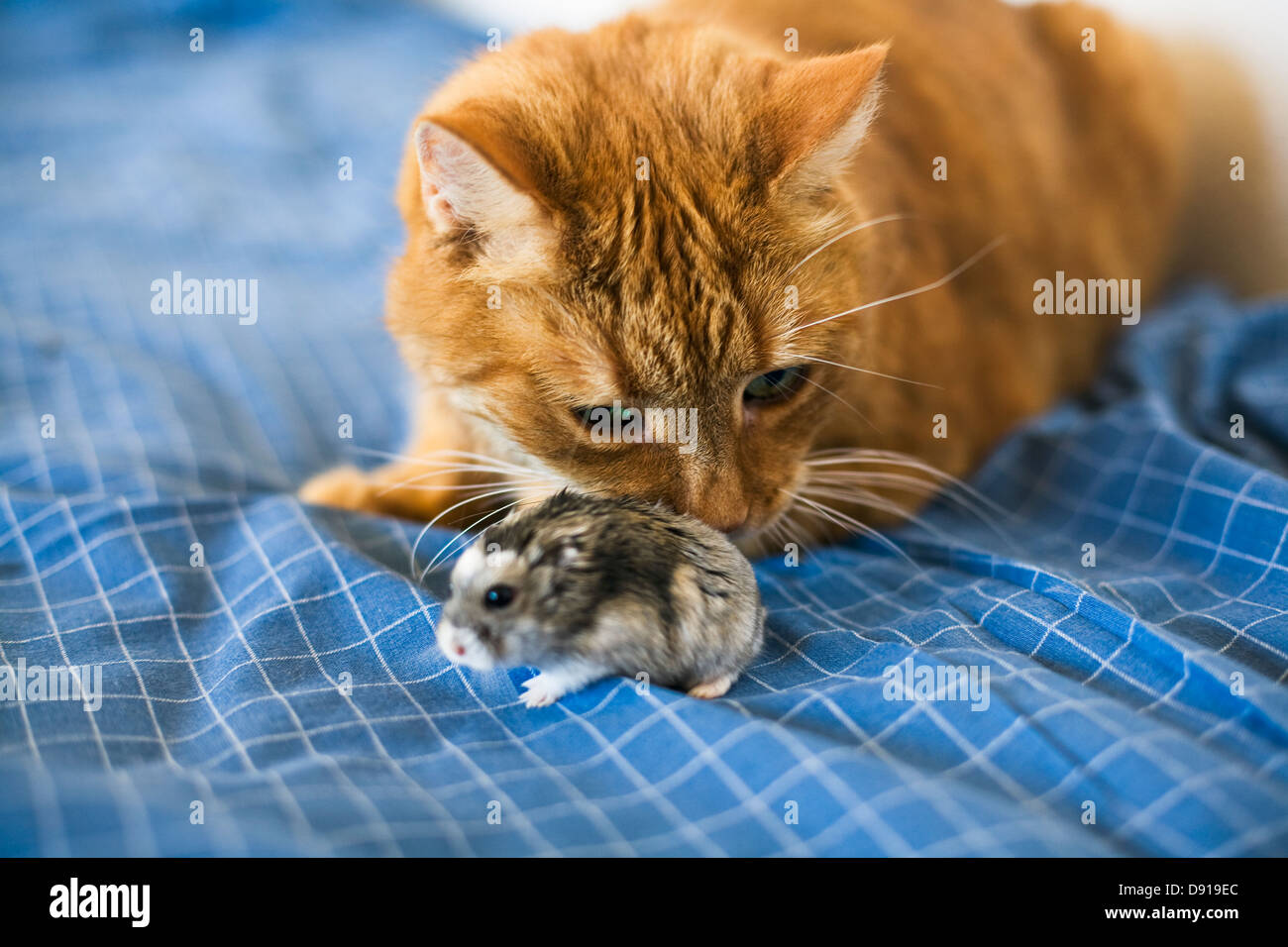 A cat and a hamster, Sweden Stock Photo - Alamy