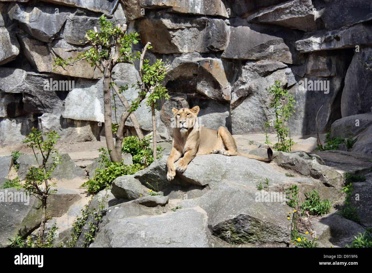 Plants that are dangerous to cats hi-res stock photography and images ...