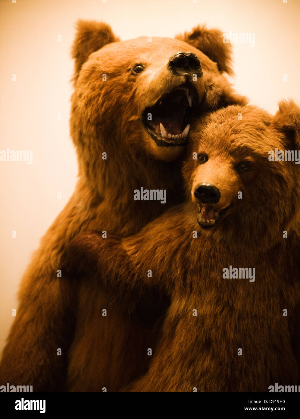 Image of stuffed bear hi-res stock photography and images - Alamy