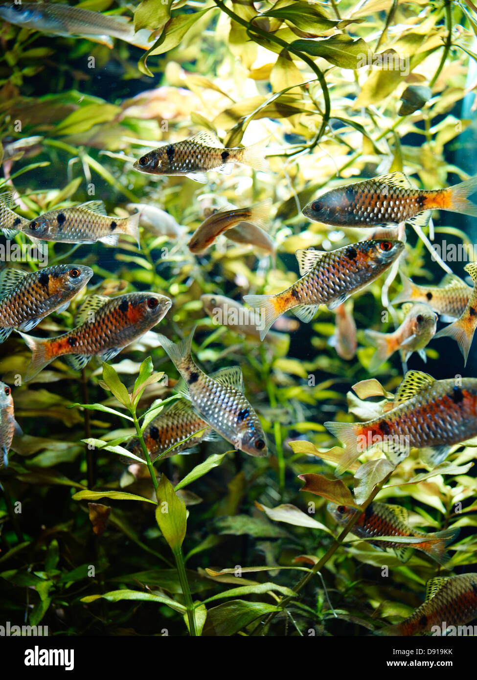 Fish in an aquarium, Sweden Stock Photo - Alamy