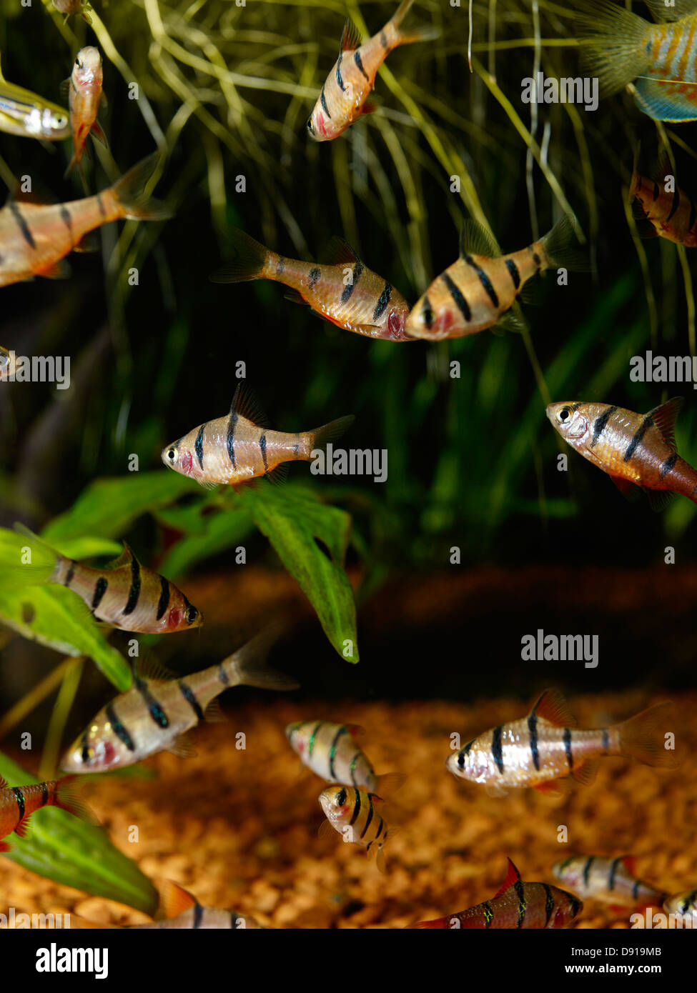 Fishes in an aquarium Stock Photo - Alamy