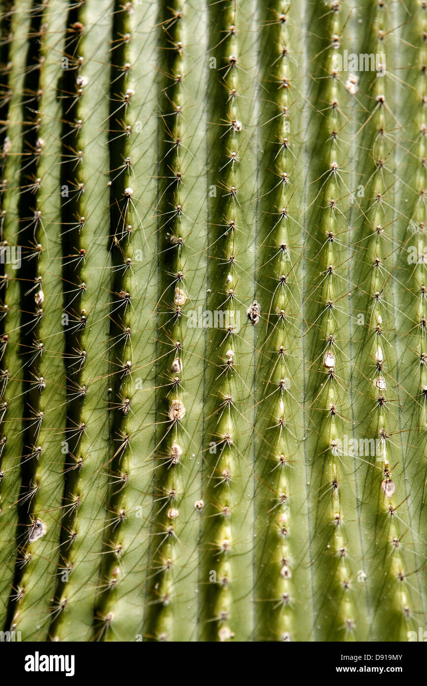 A cactus, close-up Stock Photo - Alamy