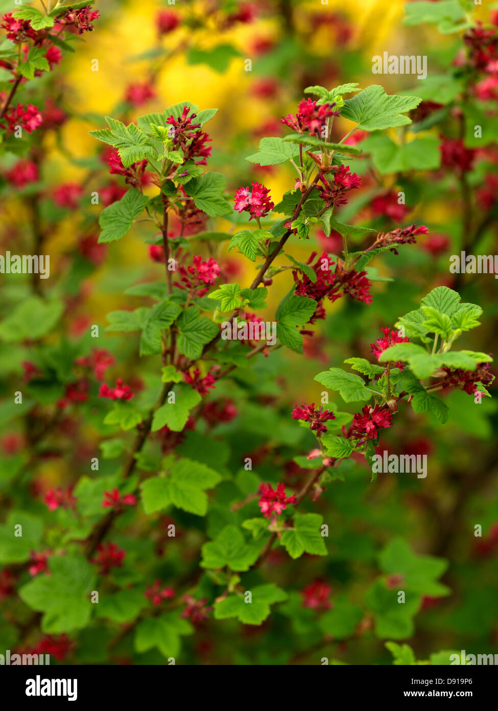A bush in a garden, Sweden Stock Photo - Alamy