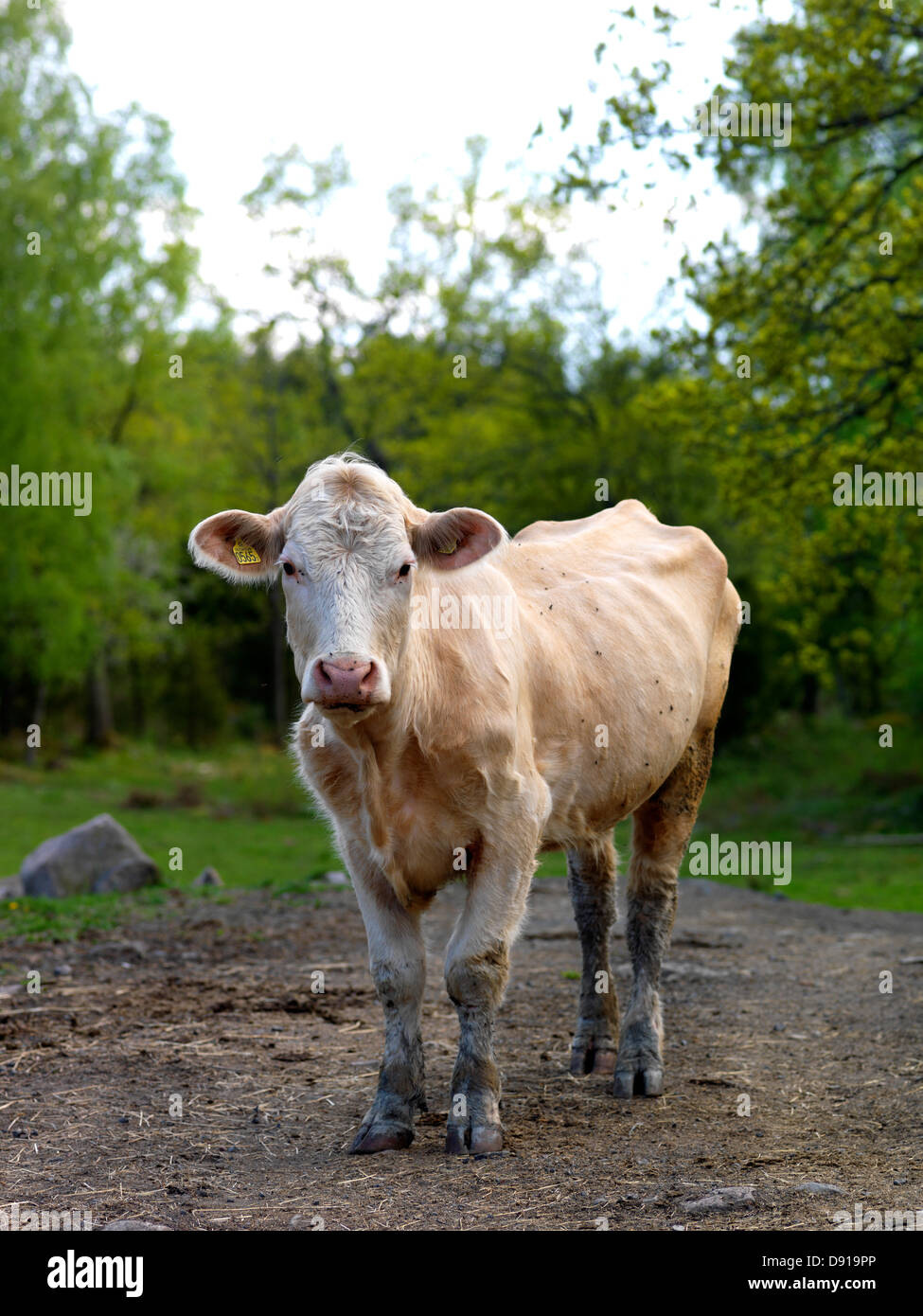 A cow, Sweden Stock Photo - Alamy