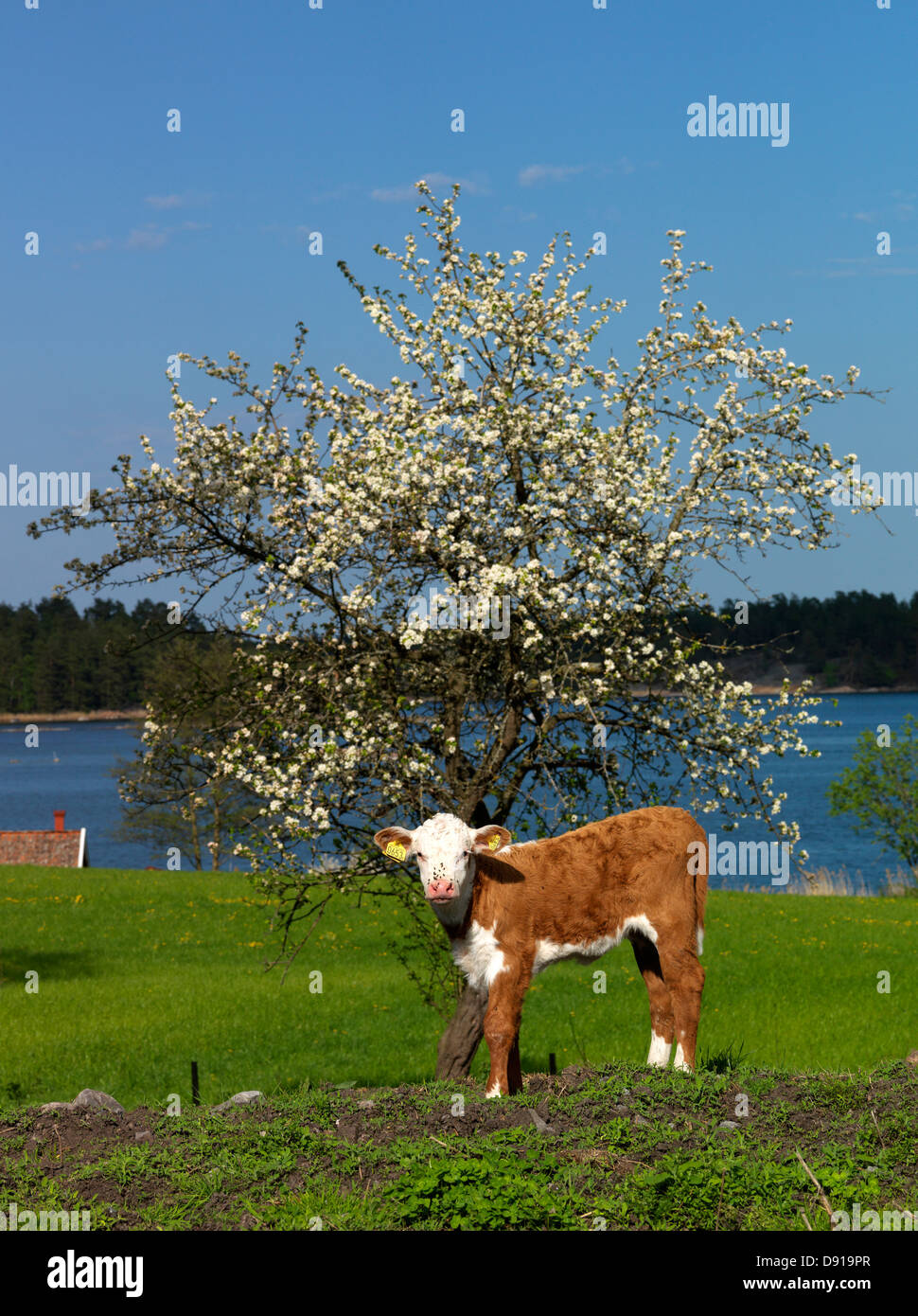 Calf tree hi-res stock photography and images - Alamy