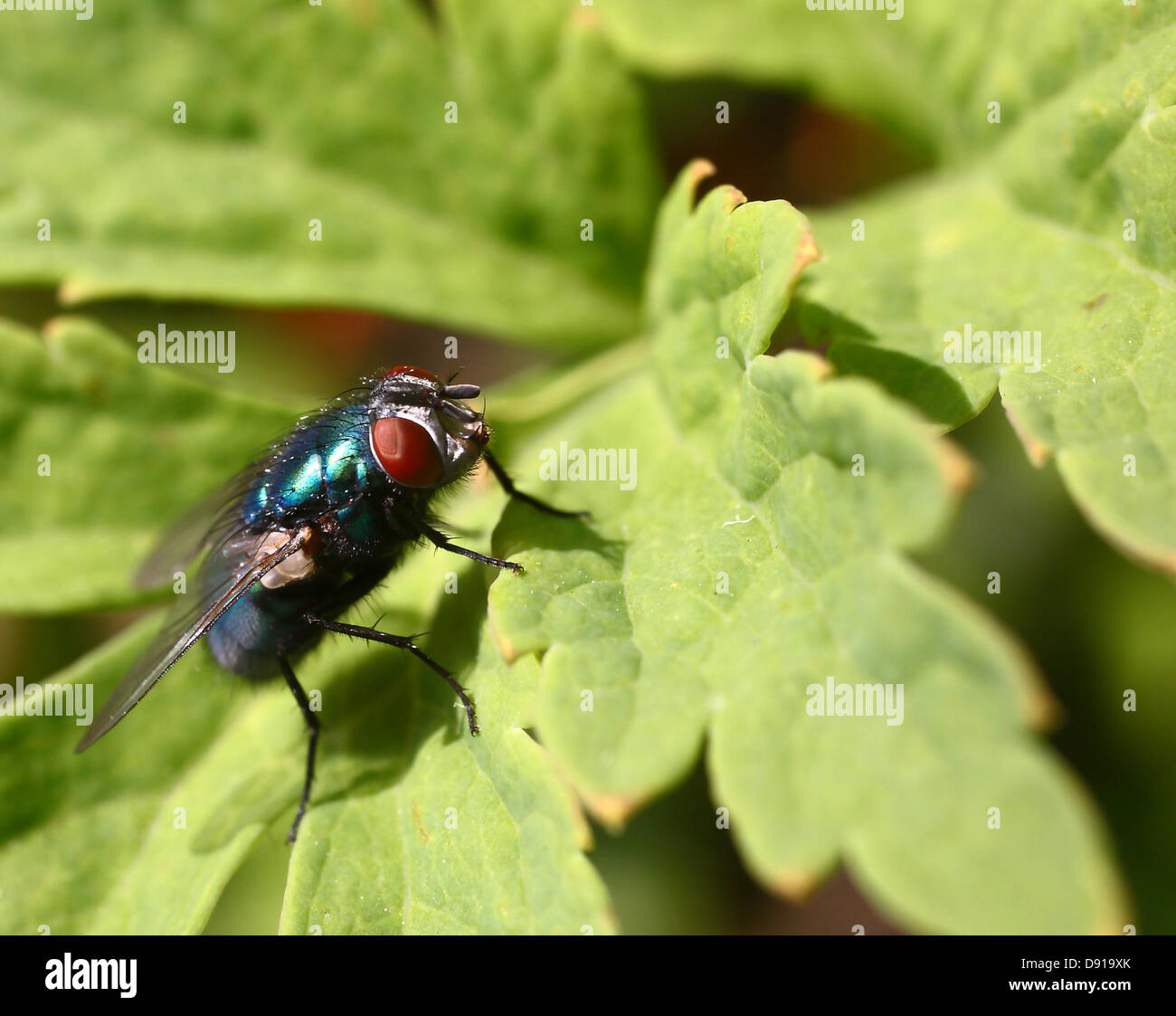 Fly blowing a bubble Stock Photo - Alamy