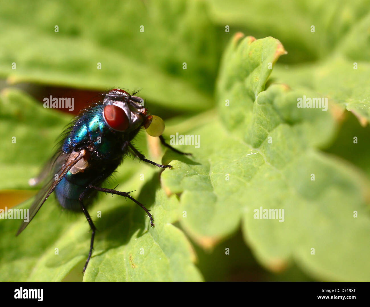 Fly blowing a bubble Stock Photo - Alamy