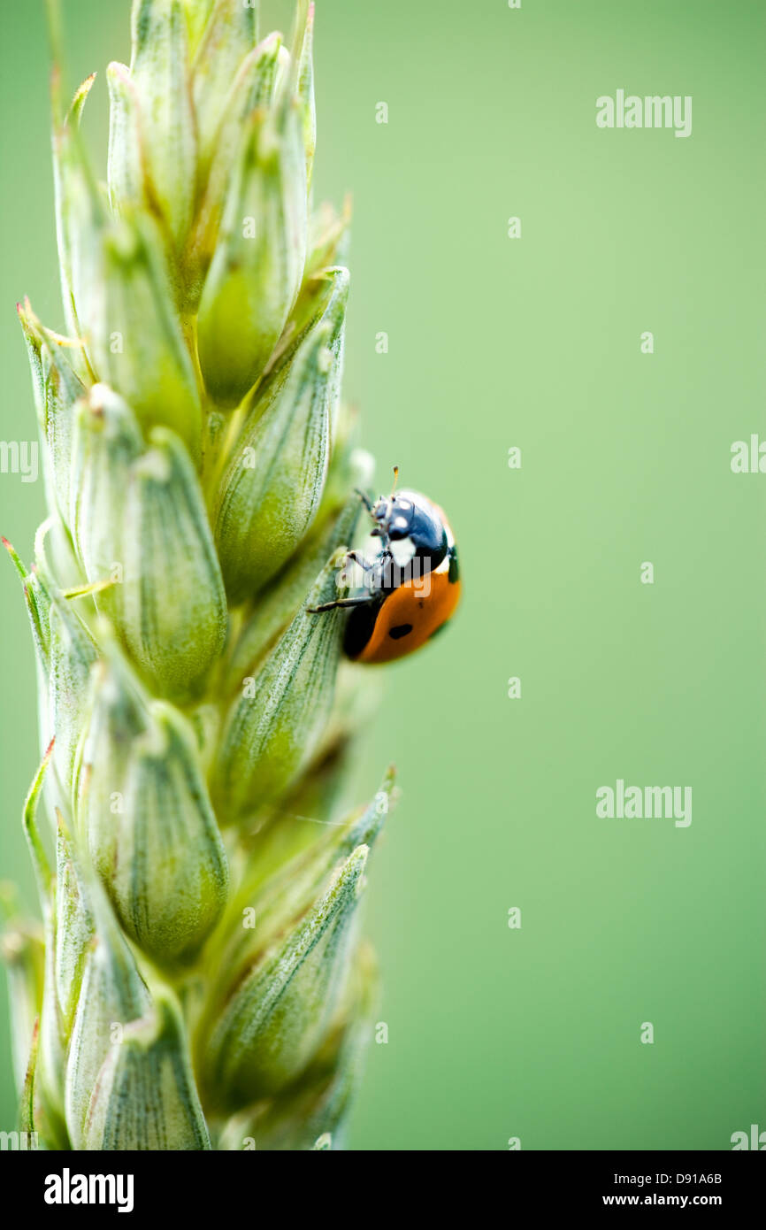 Ladybird close up hi-res stock photography and images - Alamy