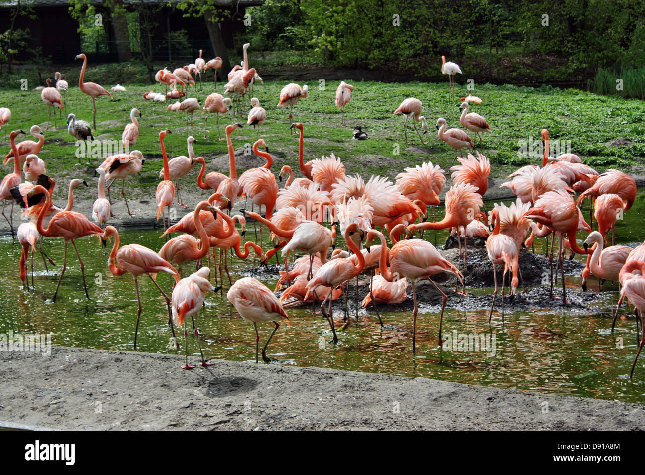 Flamings hi-res stock photography and images - Alamy