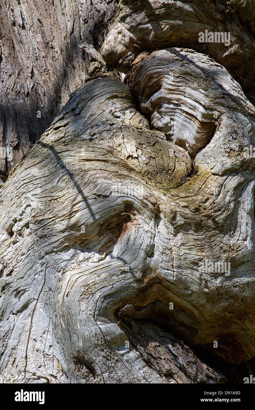 Tree bulbous trunk hi-res stock photography and images - Alamy
